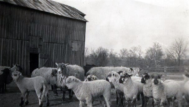 Rudolf Weber Farm sheep